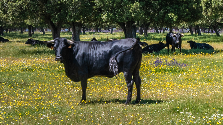 FARMERI: ČUVARI BIODIVERZITETA