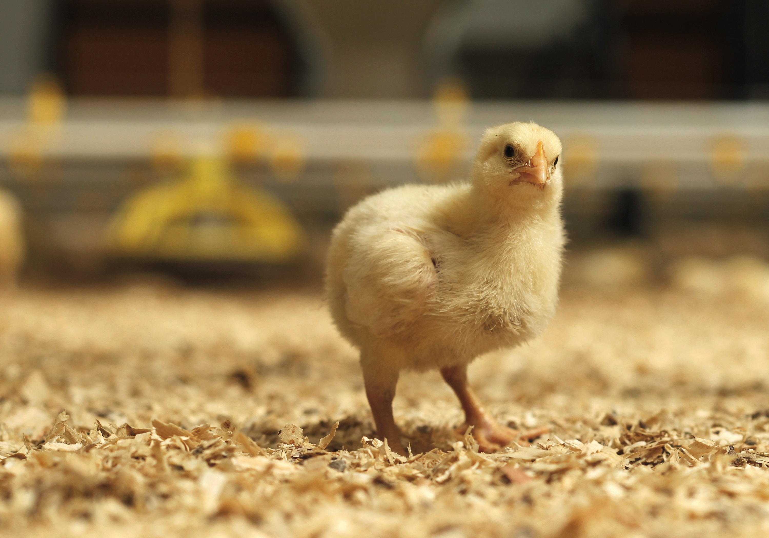 Optimalan odnos kvaliteta pilećeg mesa i troškova tova